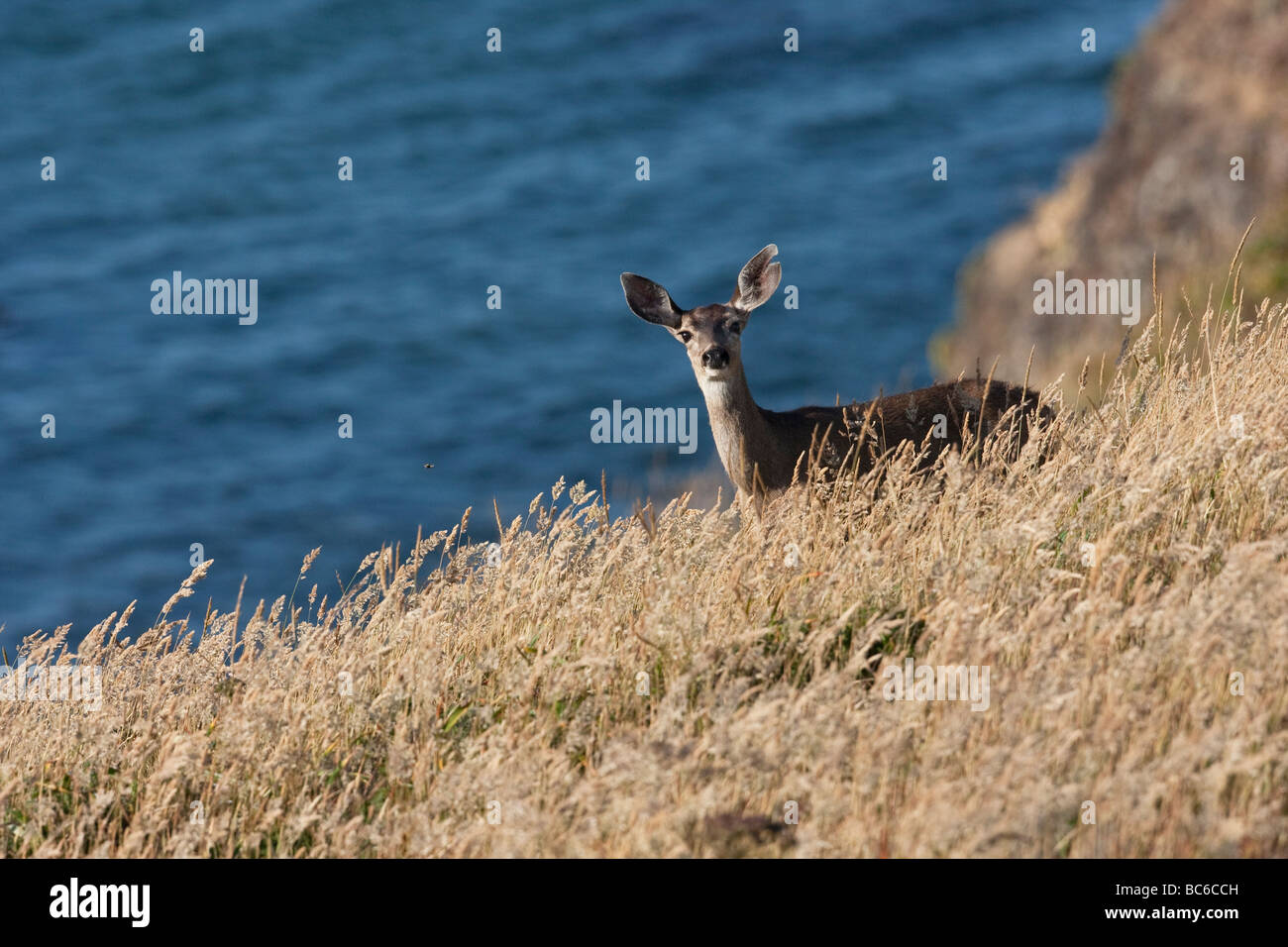 Mule Deer with the Ocean in Background, Point Reyes National Seashore ...