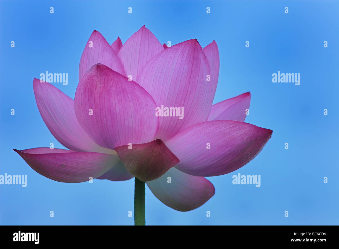 An early morning photograph of a lotus flower in full bloom, backed by ...