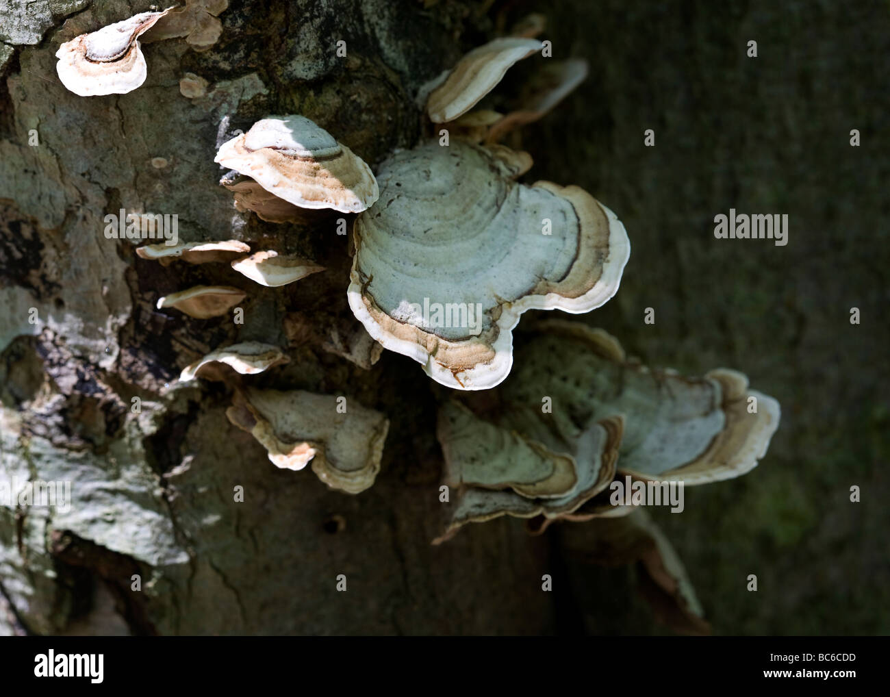 Turkey tail mushroom hi-res stock photography and images - Alamy