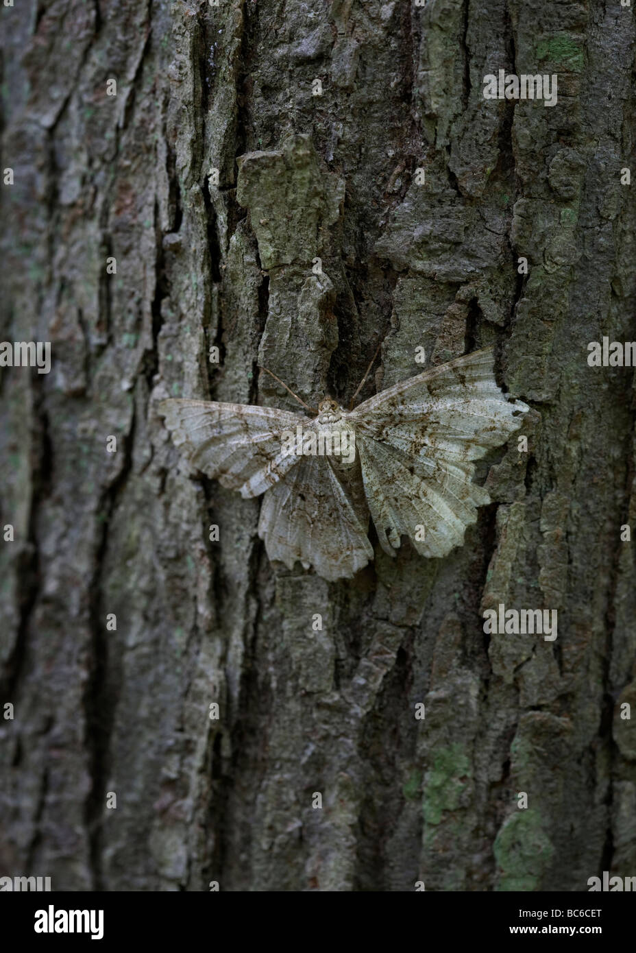 Tree bark moth hi-res stock photography and images - Alamy
