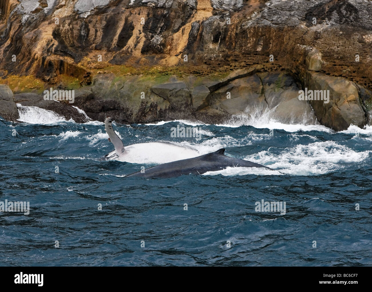 Humpback whales playing Australian Waters Albany Western Australia ...