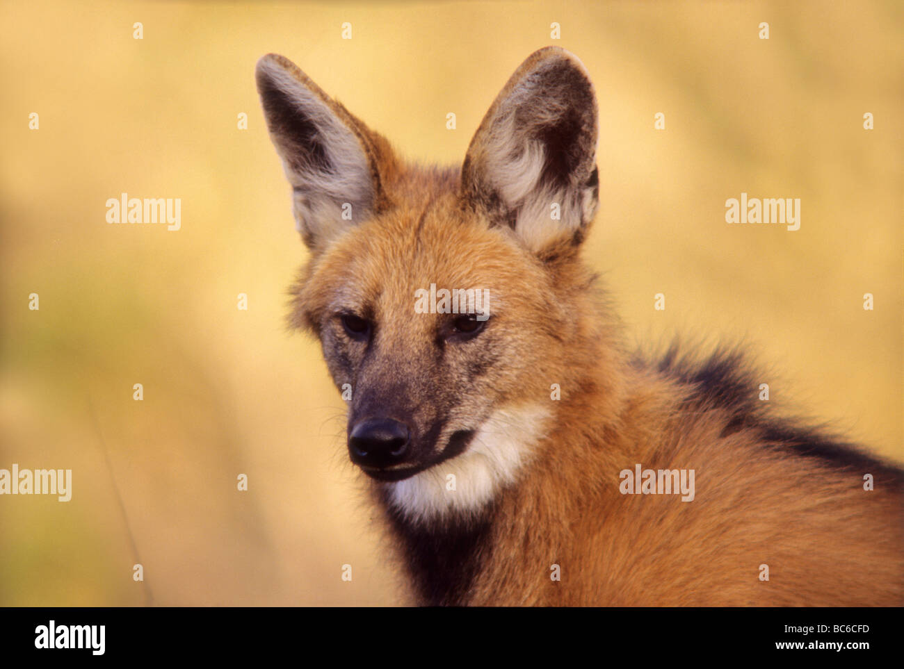 Maned wolf in Ibitipoca National Park, Minas Gerais State, Brazil Stock ...