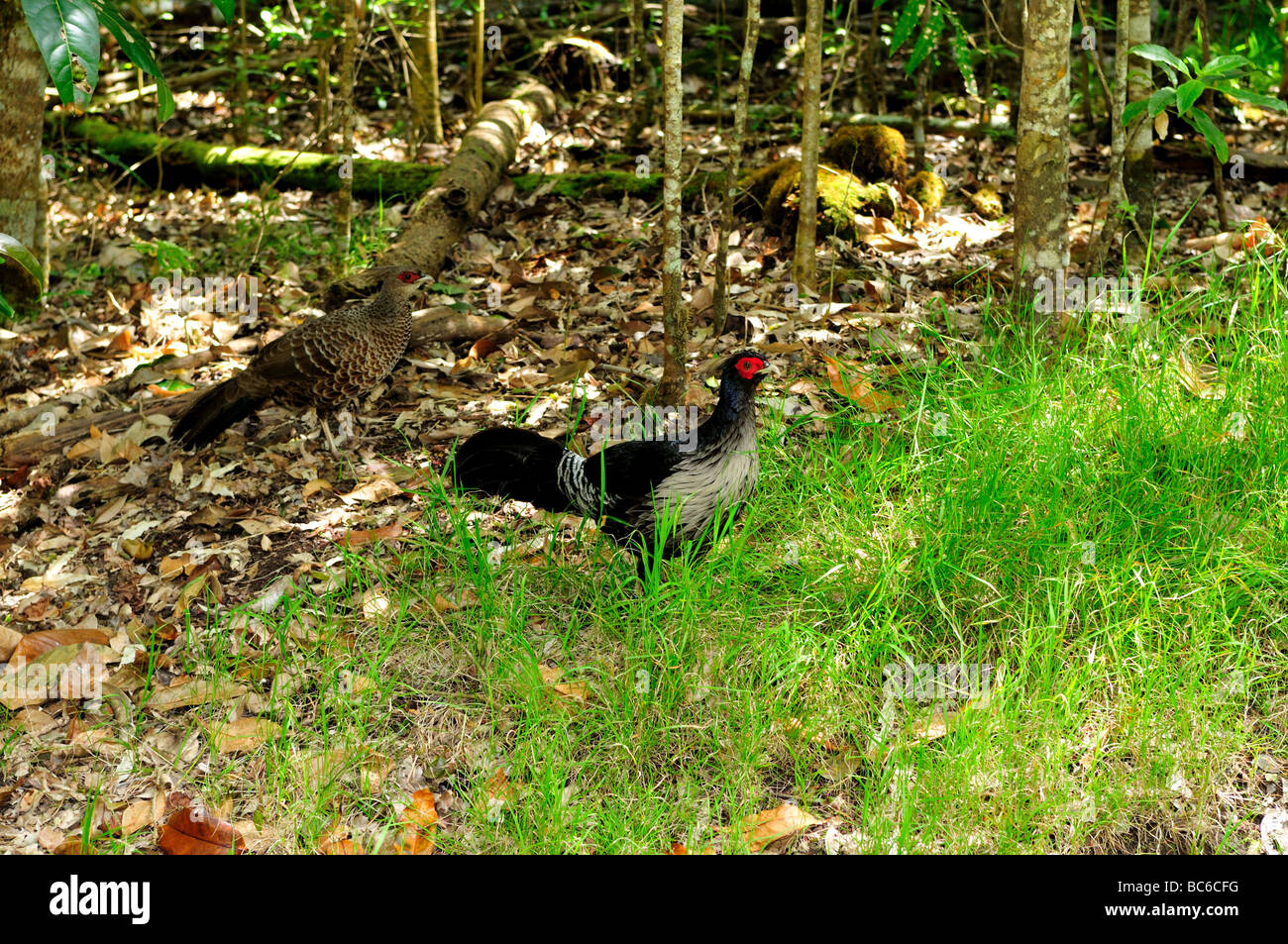 Kalij pheasant pair, Hawaii Volcanoes National Park, Hawaii, USA Stock ...