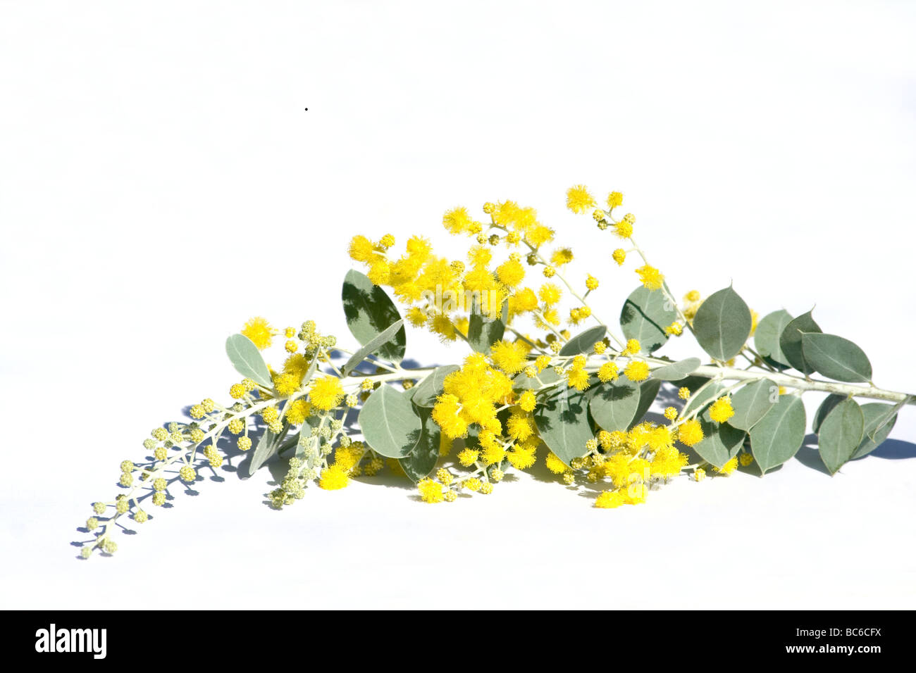 Acacia hi-res stock photography and images - Alamy