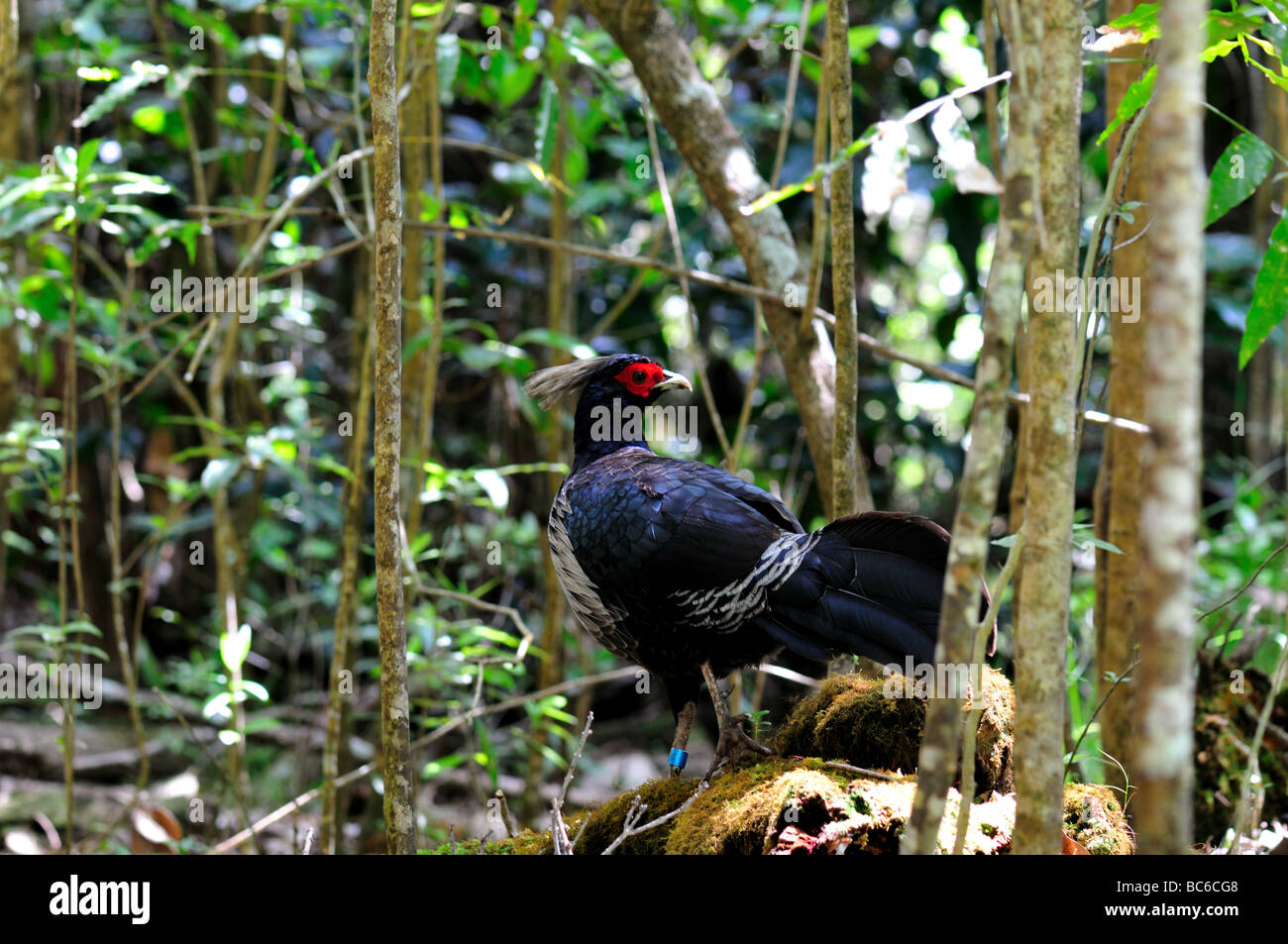 Kalij pheasant in the wild, Hawaii Volcanoes National Park, Hawaii, USA ...