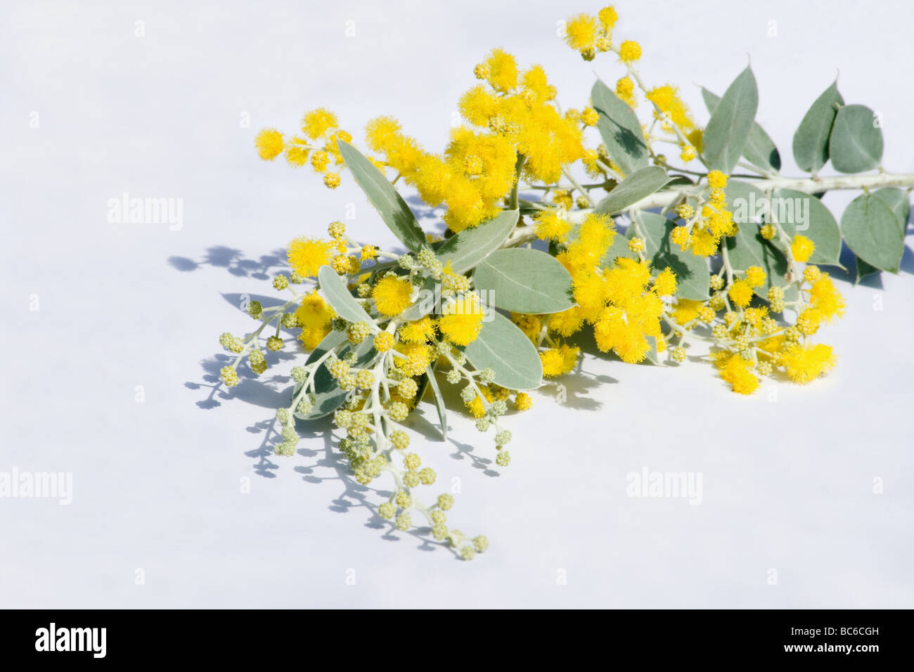 Acacia flowers hi-res stock photography and images - Alamy