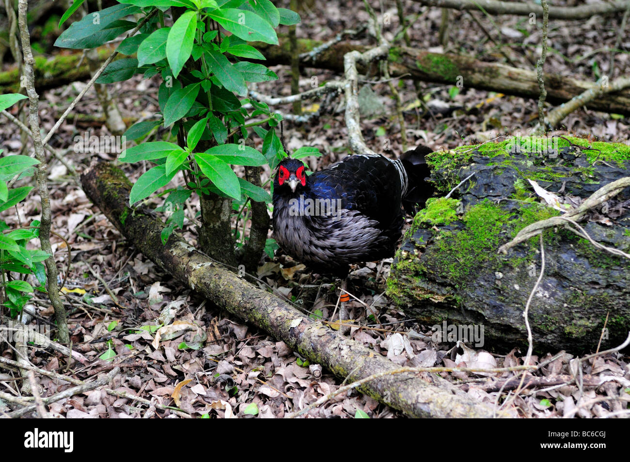 Kalij pheasant in the wild, Hawaii Volcanoes National Park, Hawaii, USA ...