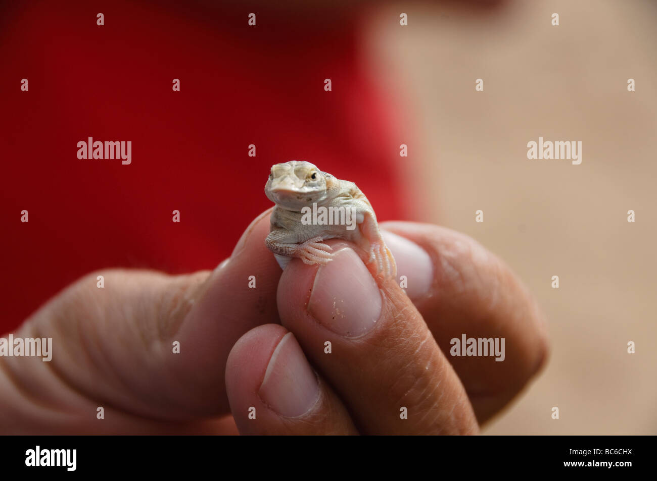 shovel snouted or sand diving lizard along the Skeleton Coast in ...