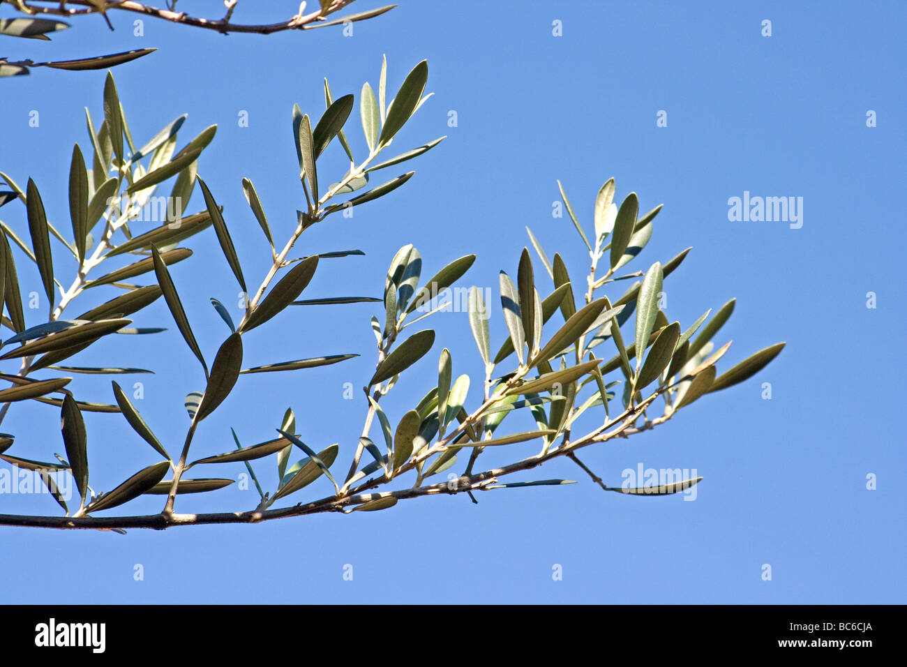 Olive tree close-up against blue sky Stock Photo - Alamy