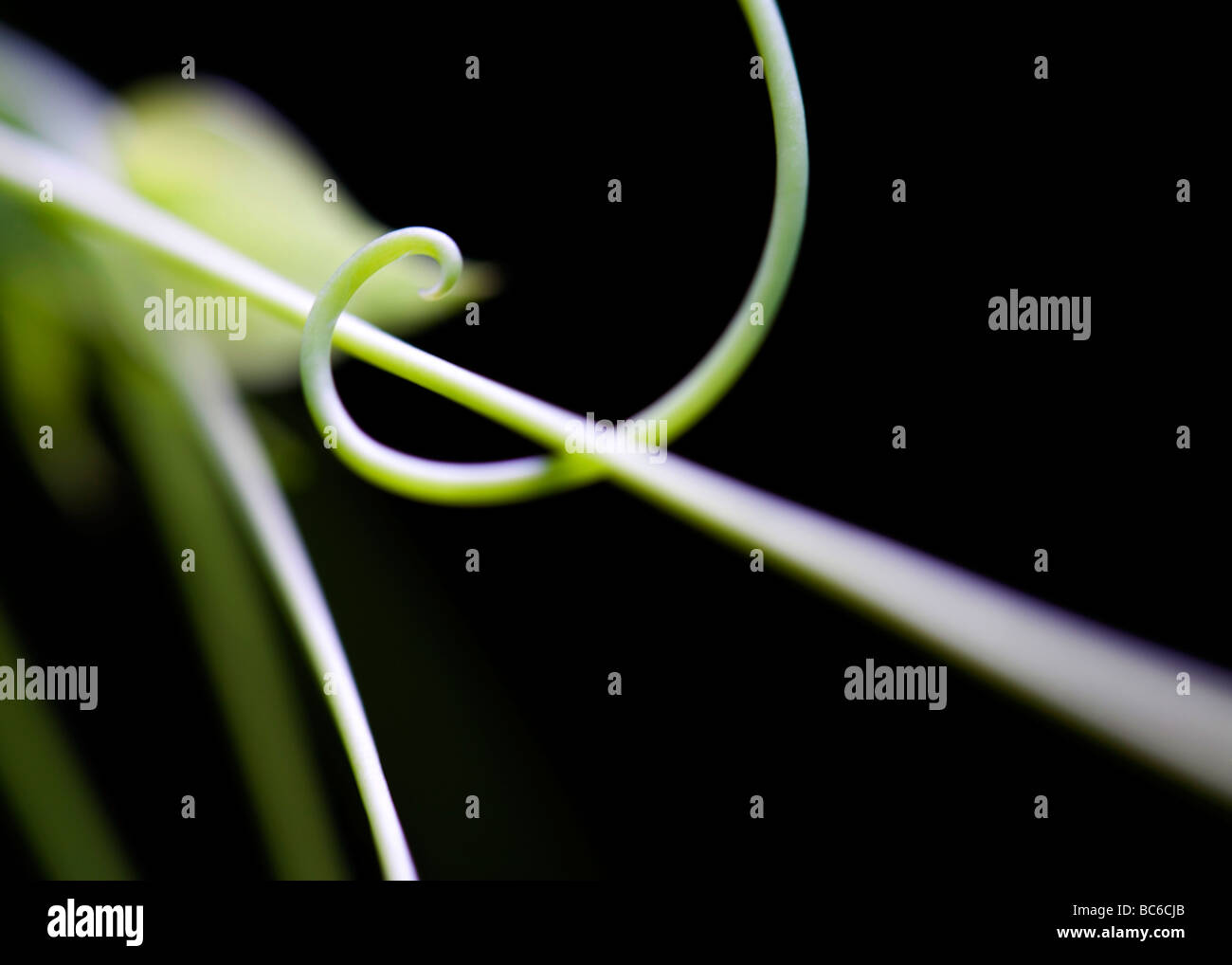 Climbing vine tendril hi-res stock photography and images - Alamy