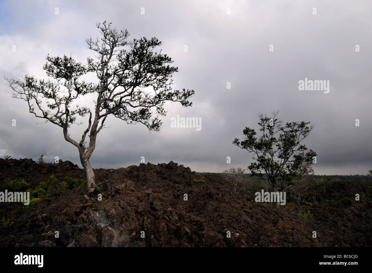 Lava trees hi-res stock photography and images - Alamy