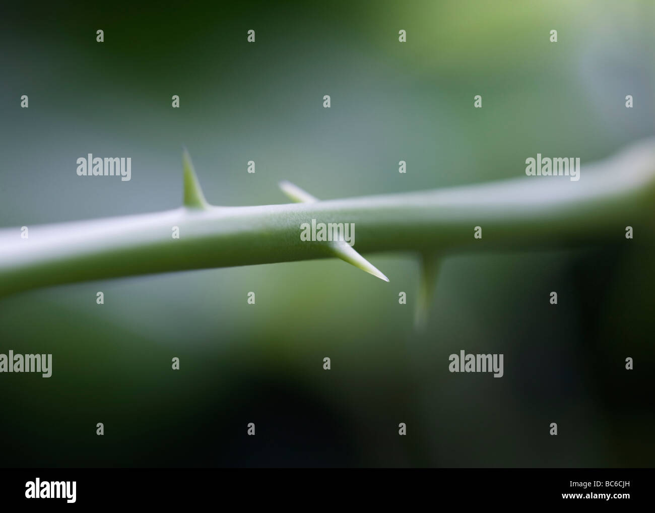 Vine with thorns hi-res stock photography and images - Alamy