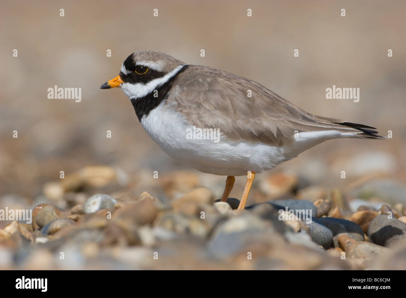 Ringed Plover, Charadrius hiaticula Stock Photo - Alamy