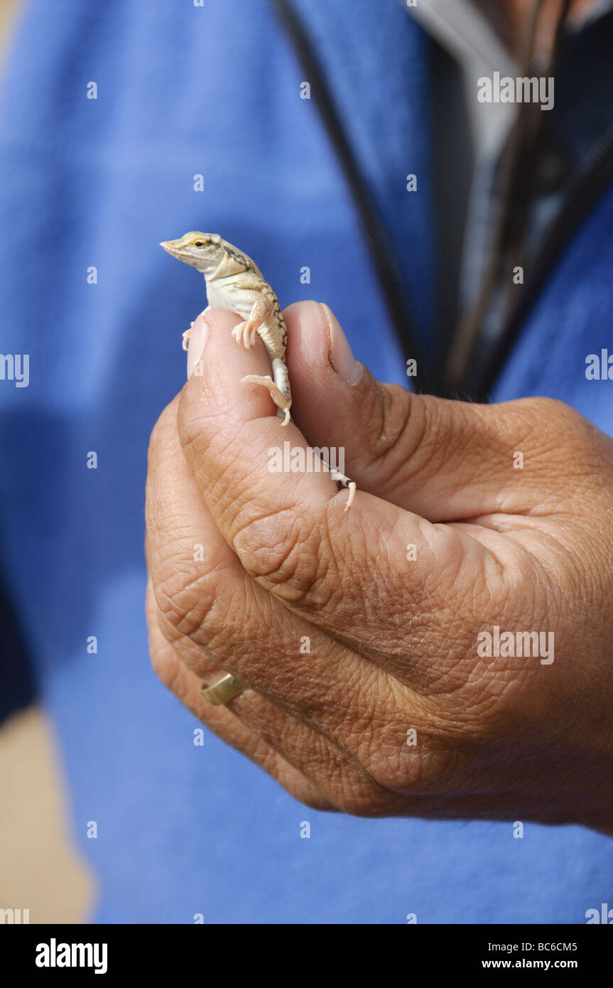 shovel snouted or sand diving lizard along the Skeleton Coast in ...