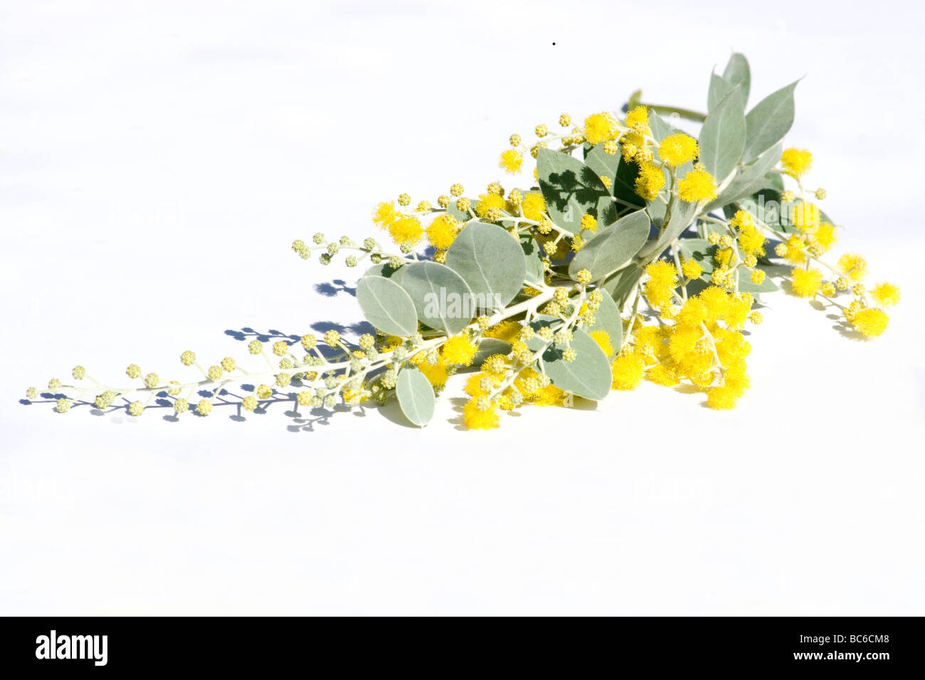 Acacia flowers hi-res stock photography and images - Alamy