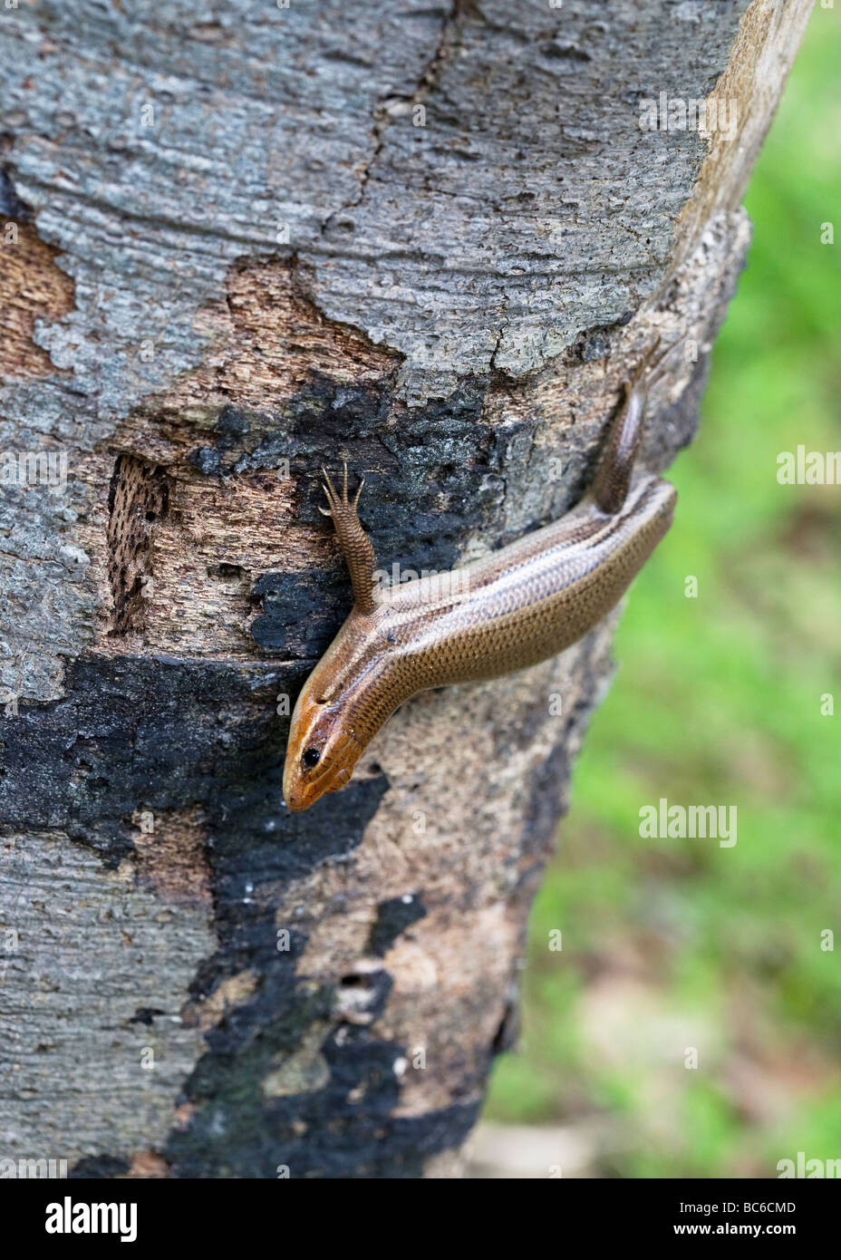 Skink hi-res stock photography and images - Alamy