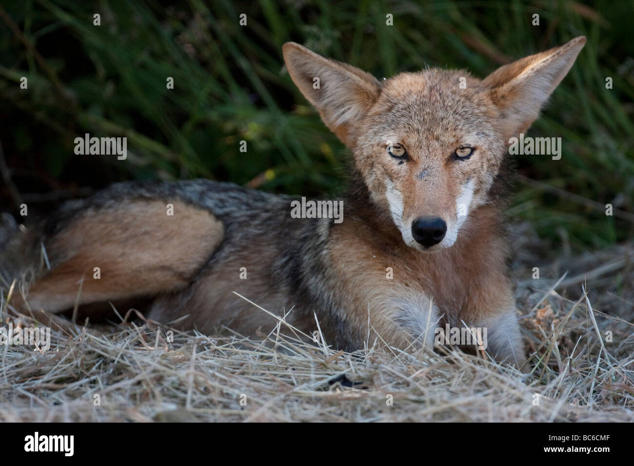 Coyote sitting on the grass, Point Reyes National Seashore, California ...