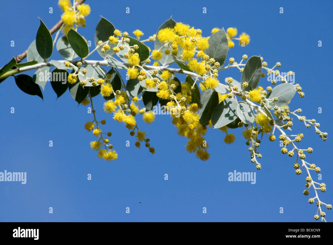 Acacia podalyriifolia hi-res stock photography and images - Alamy