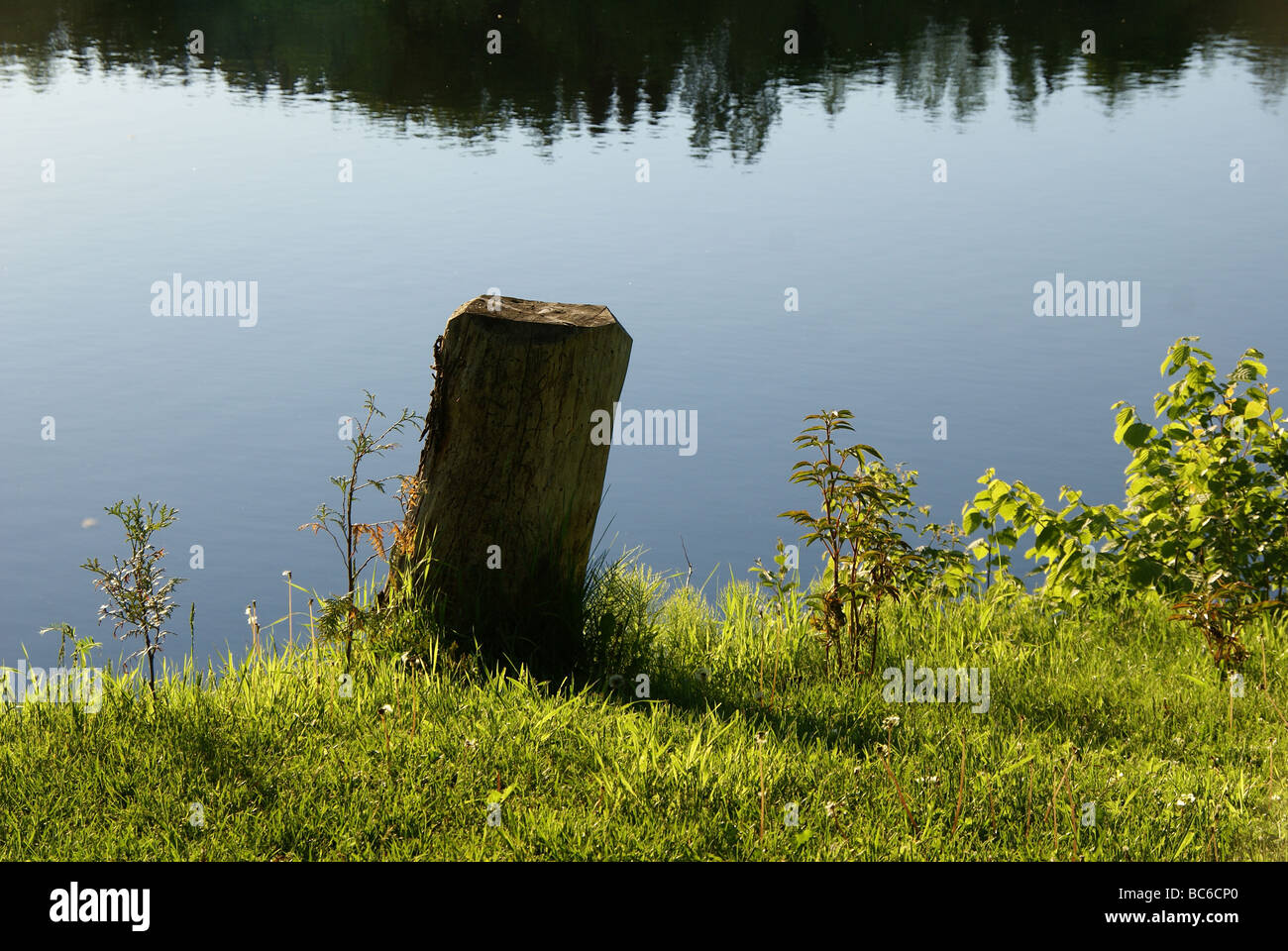 Tree stump in water hi-res stock photography and images - Alamy