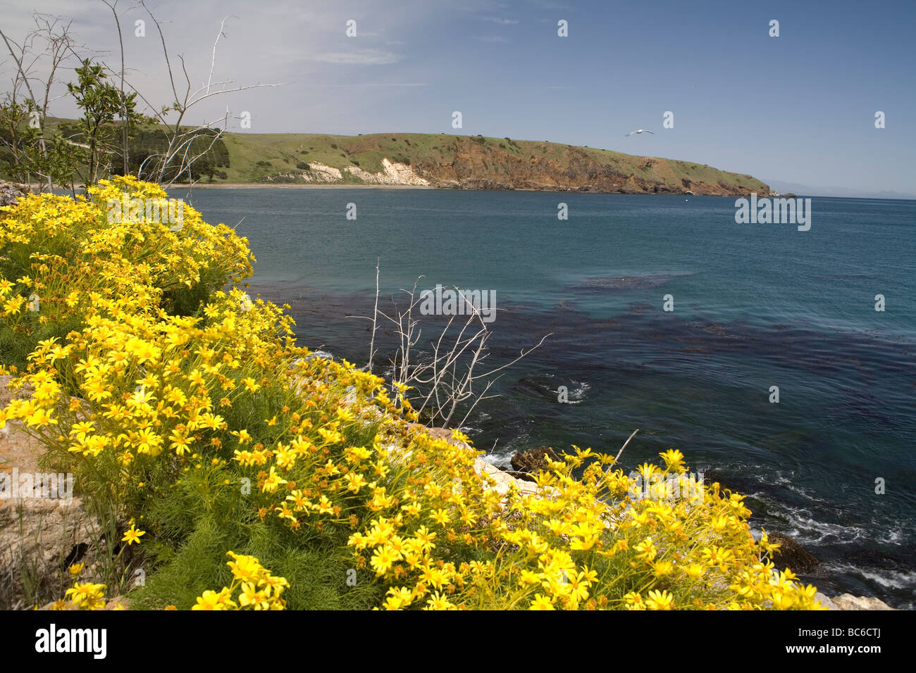 Channel Islands National Park Santa Cruz Island Stock Photo - Alamy