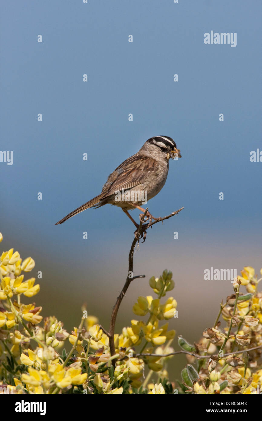 White-crowned Sparrow sitting on yellow wild flowers, Point Reyes ...