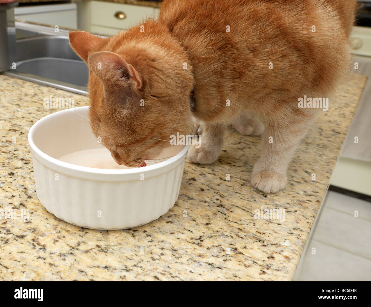 Female ginger cat hi-res stock photography and images - Alamy