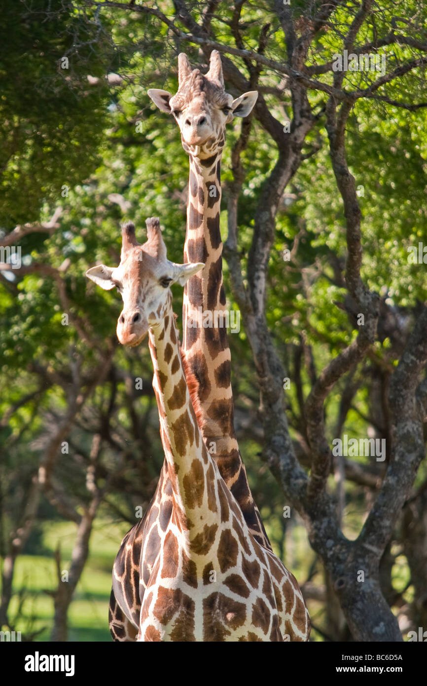 Giraffe, Giraffa Camelopardalis, a native of Africa is a captive game ...