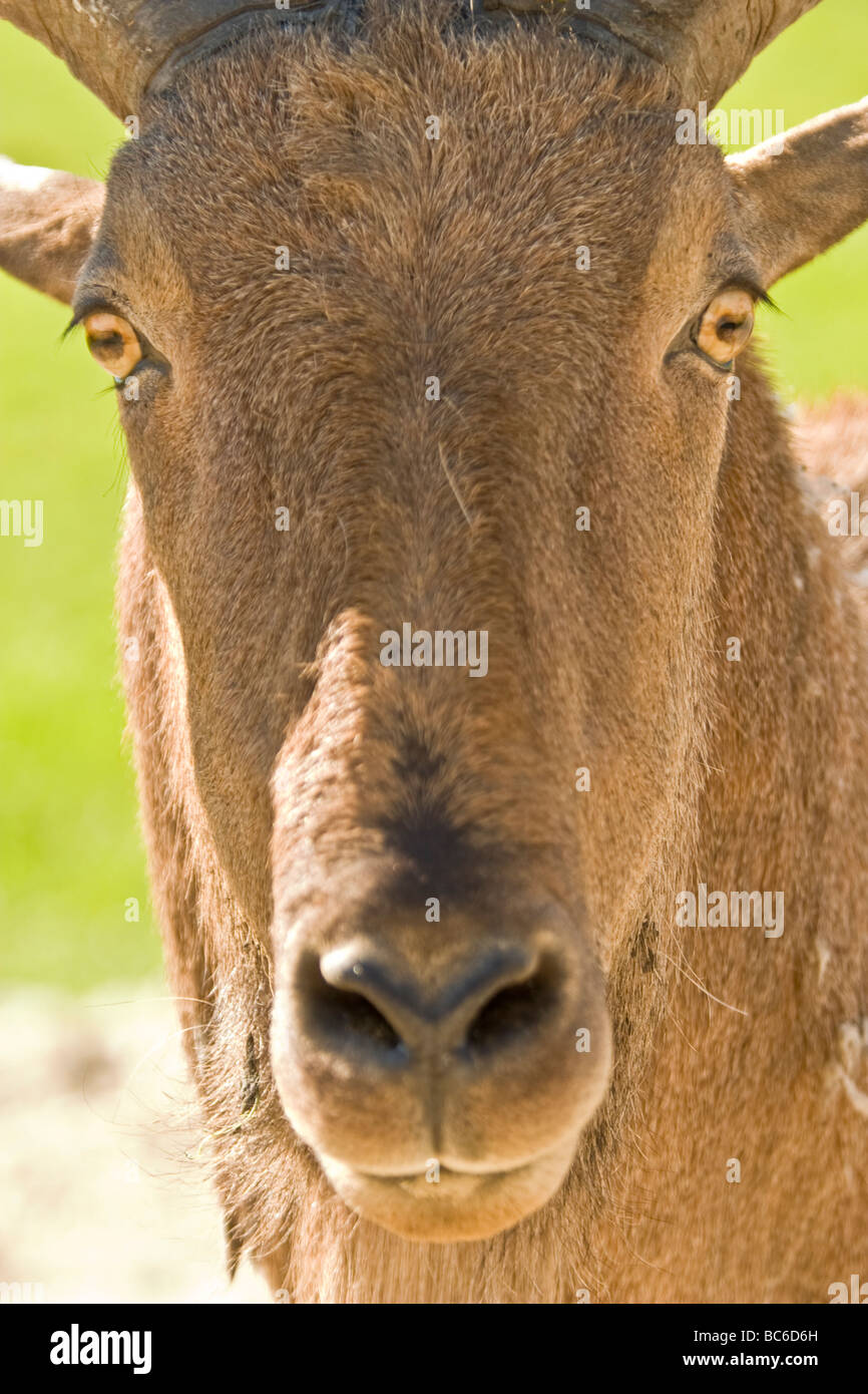 Aoudad, Ammotragus lervia, native to Africa is a captive game animal at ...