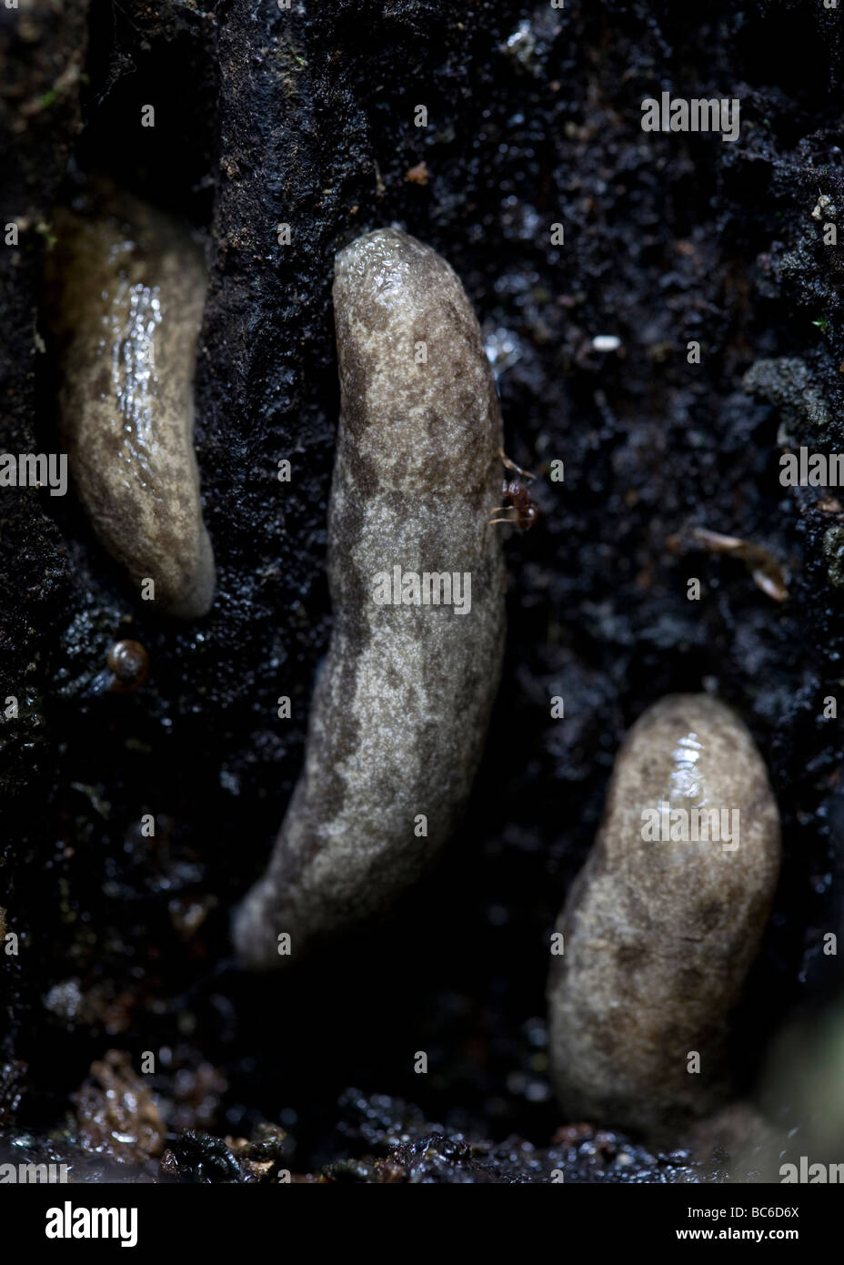 Slugs hi-res stock photography and images - Alamy