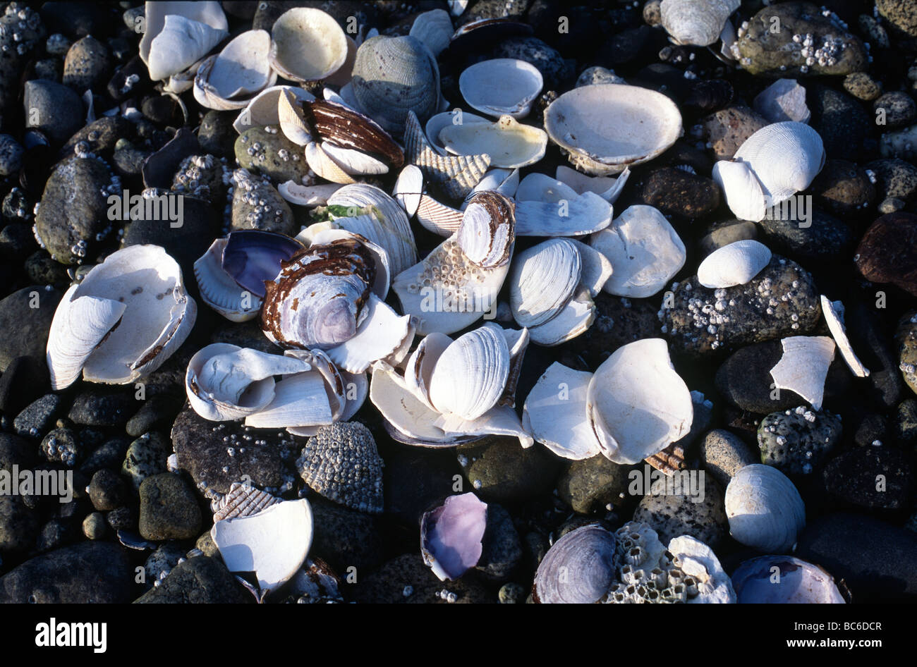 Shells on a beach Stock Photo - Alamy