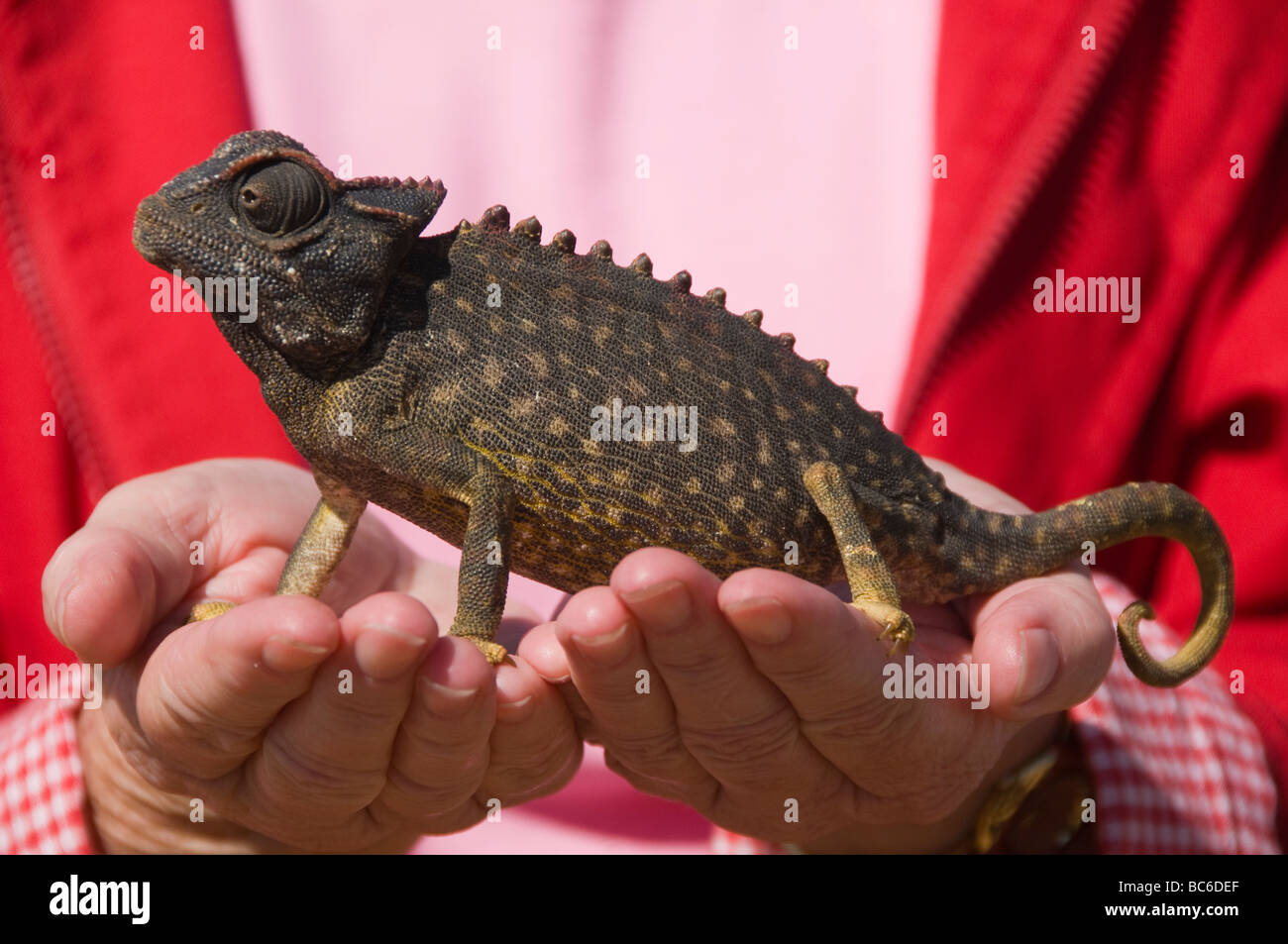 Namaqua chameleon one of the little five of the desert along the ...