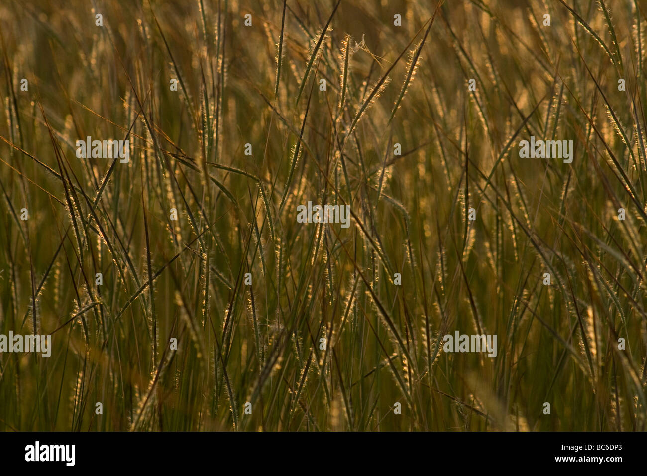 Strands winds hi-res stock photography and images - Alamy