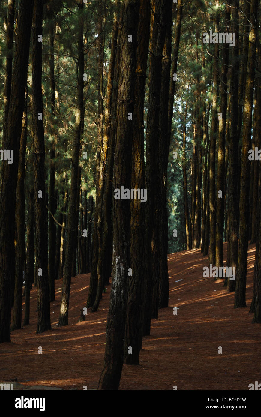 Pine forest Wagamon, Idukki, Kerala, India Stock Photo - Alamy
