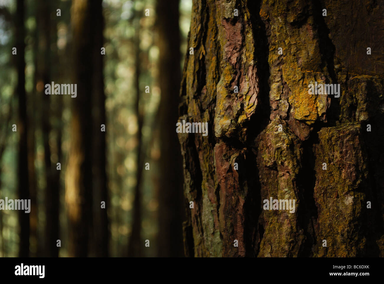 Wagamon hi-res stock photography and images - Alamy