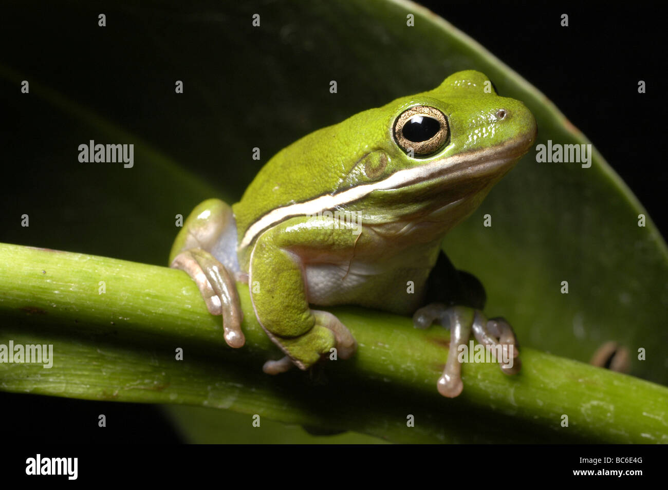 Green Treefrog, Hyla cinerea, kept as a pet. Also known as Carolina ...