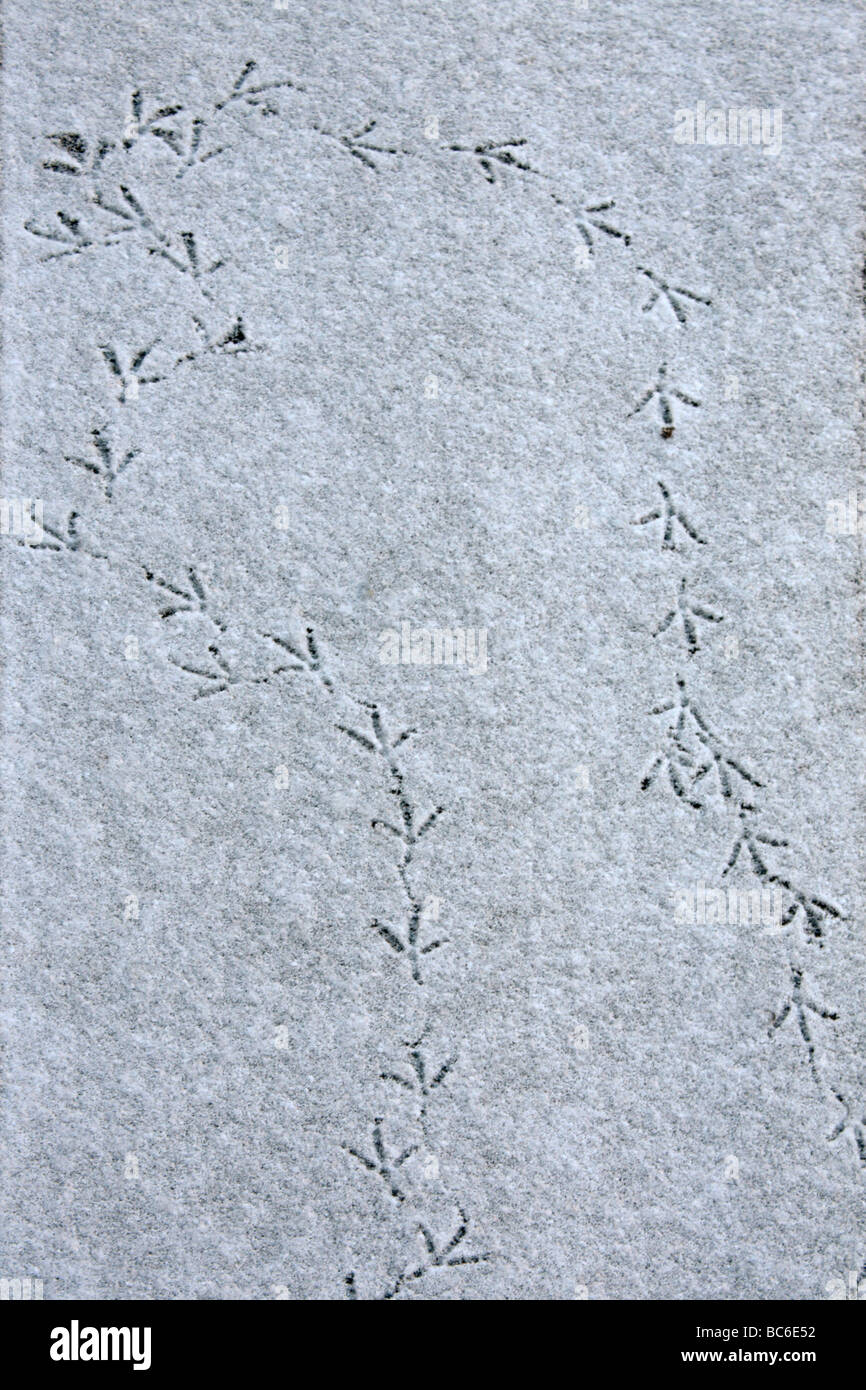 Bird imprints in snow hi-res stock photography and images - Alamy