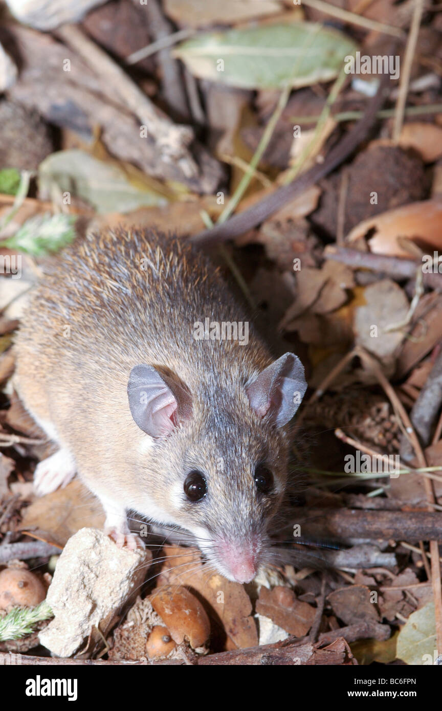 Cairo Spiny Mouse Acomys cahirinus Israel Stock Photo - Alamy