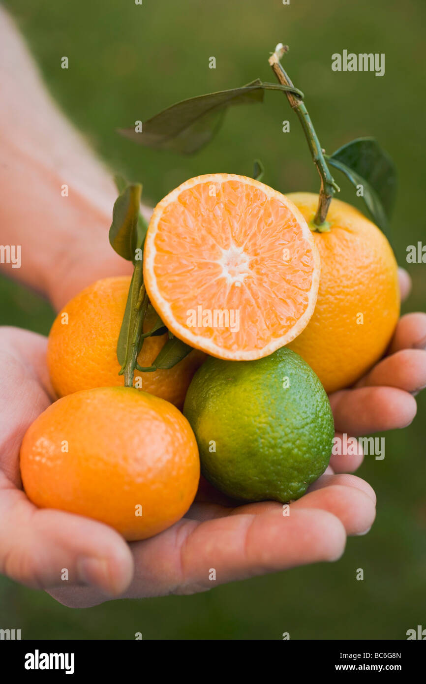 Hands holding assorted citrus fruit Stock Photo - Alamy