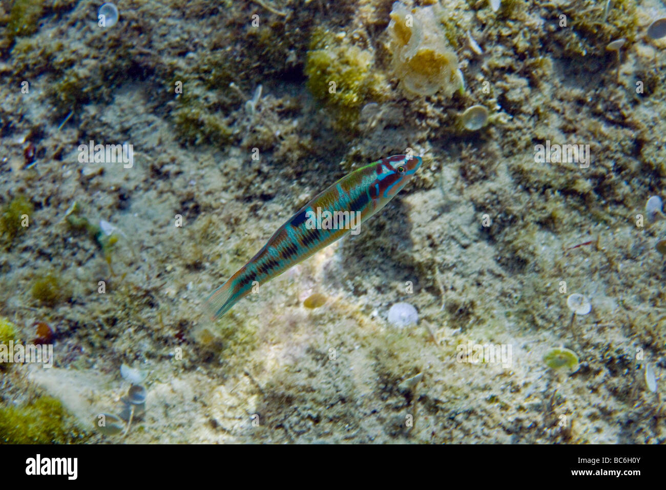 Sea peacock hi-res stock photography and images - Alamy