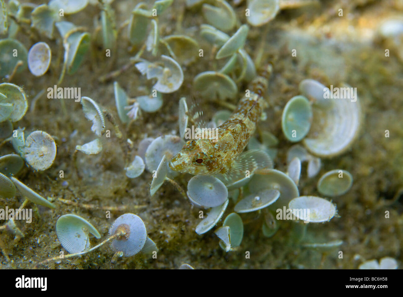 Triplefin fish hi-res stock photography and images - Alamy