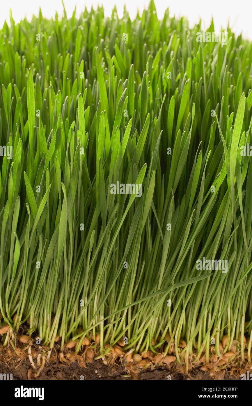 Wheatgrass (detail Stock Photo - Alamy