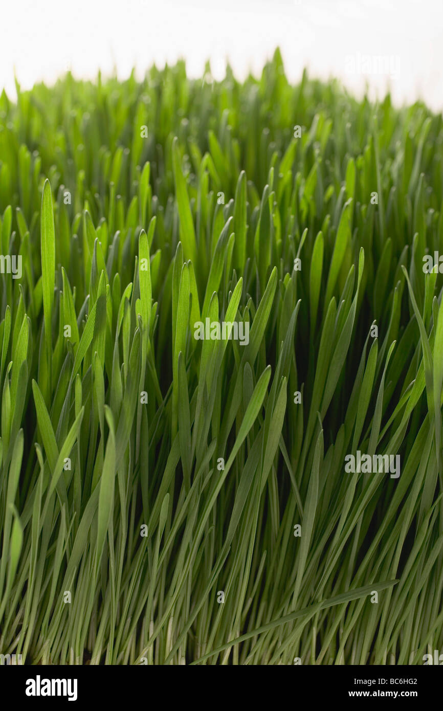 Wheatgrass (detail Stock Photo - Alamy