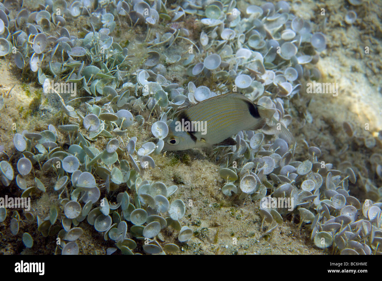 Banded seabream hi-res stock photography and images - Alamy