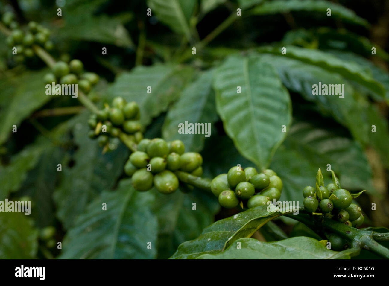 COFFEE BEANS AT A COFFEE PLANTATION IN COORG, KARNATAKA Stock Photo - Alamy