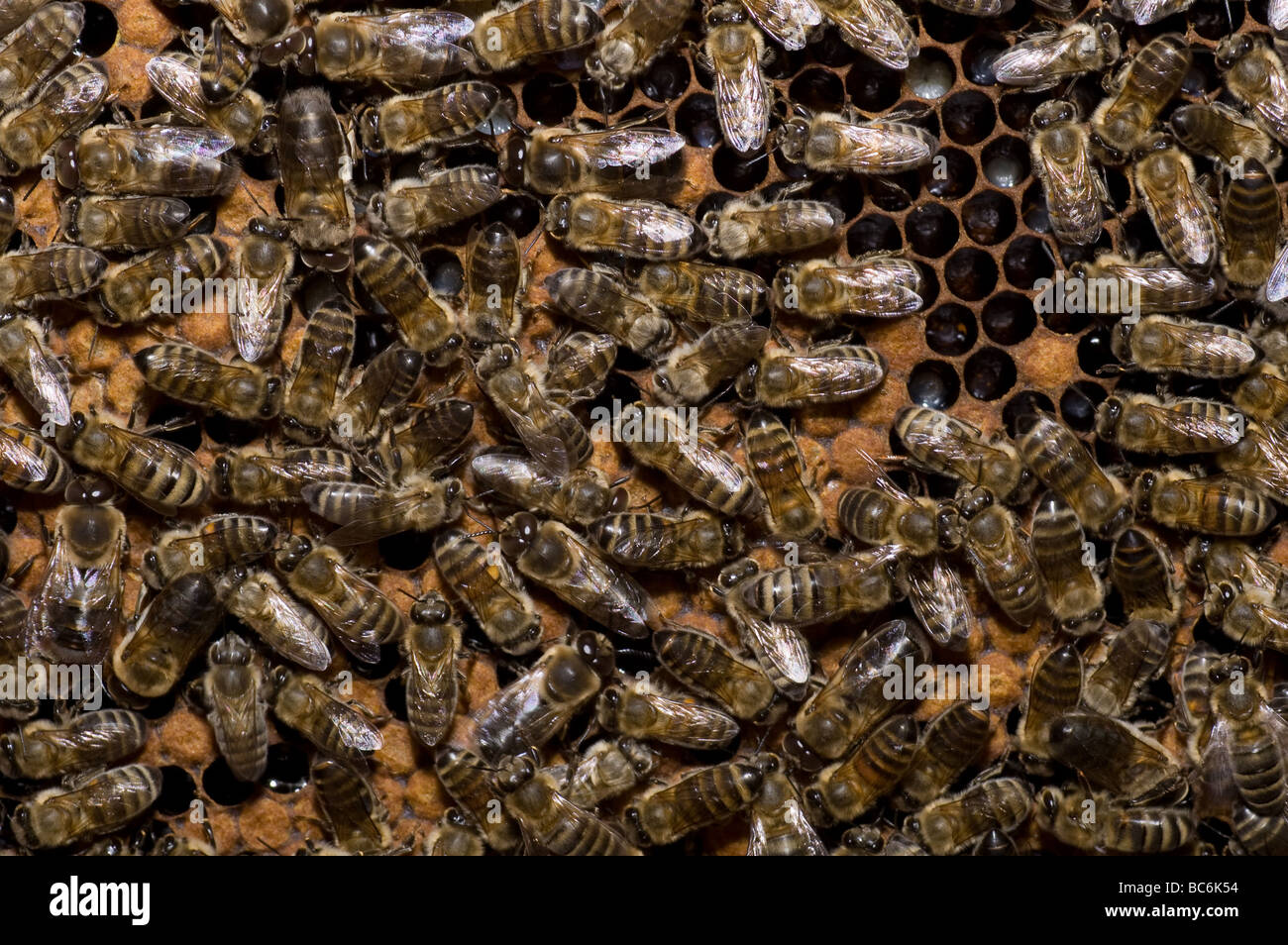 Many bees working on honeycombs full of honey Stock Photo - Alamy