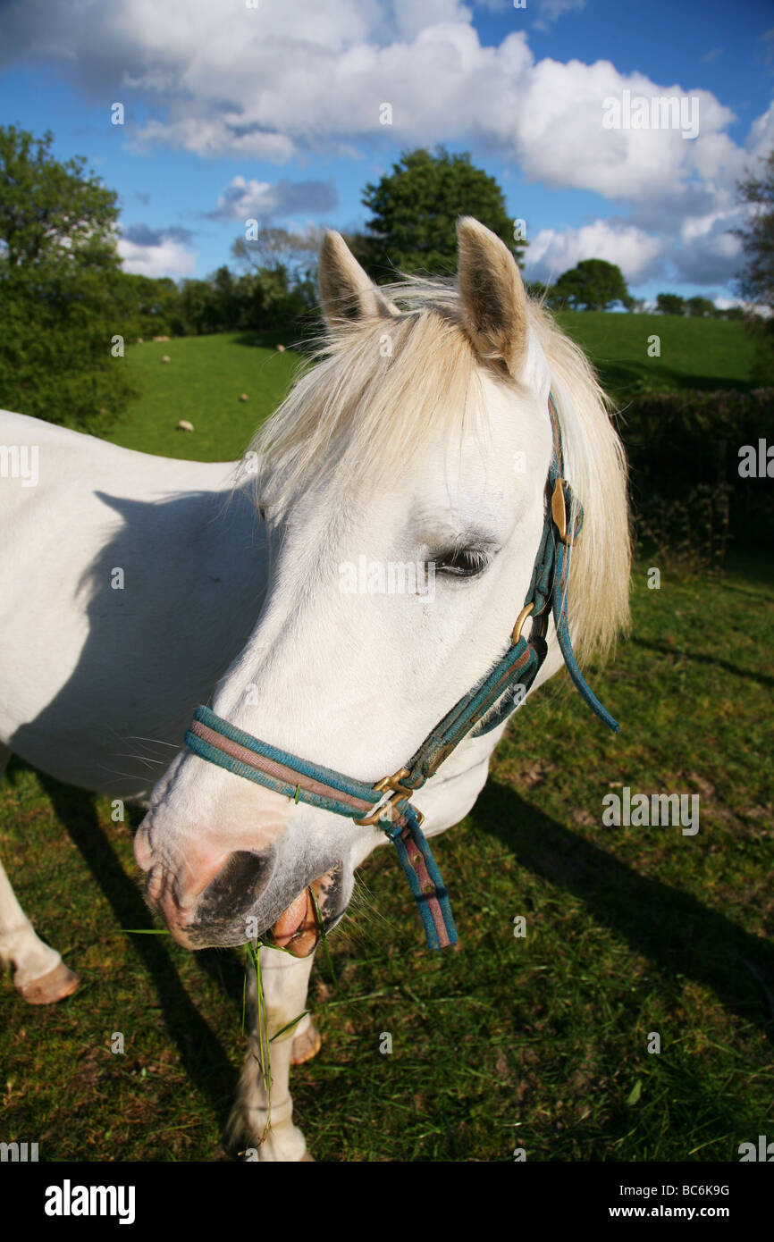 Welsh mountain pony on a farm in the village of Cilmery near the town ...