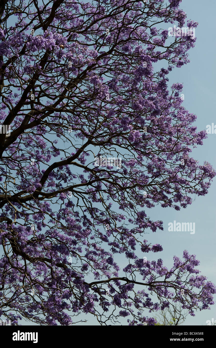 Jacaranda tree mexico hi-res stock photography and images - Alamy