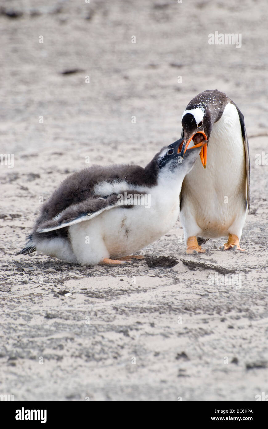 Gentoo Penguin, Pygoscelis papua - mother feeding chick by ...
