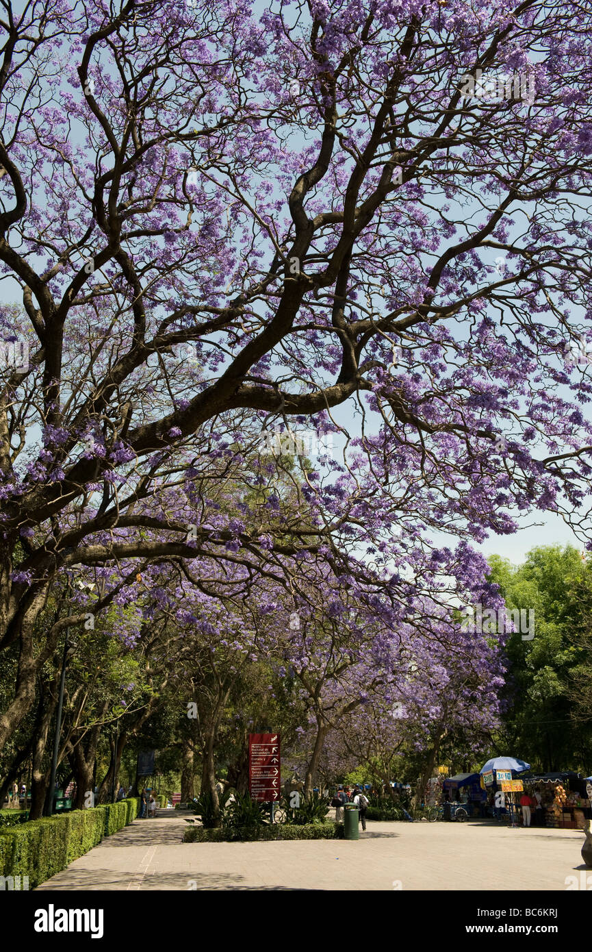 Jacaranda tree mexico city hi-res stock photography and images - Alamy
