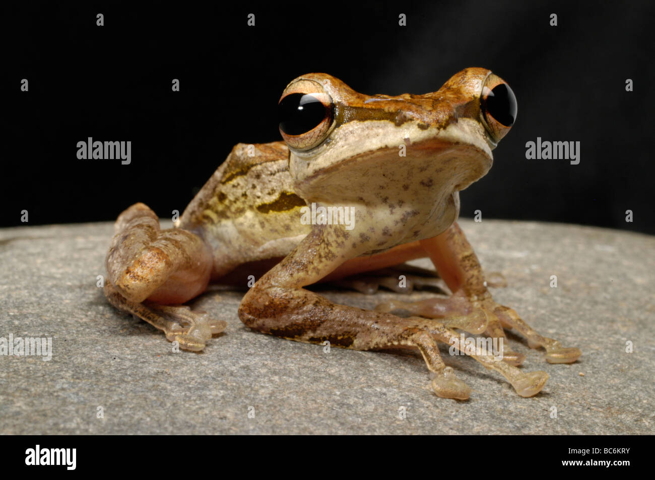 Dark-eared Tree Frog, Polypedates macrotis. Also known as the Forest ...
